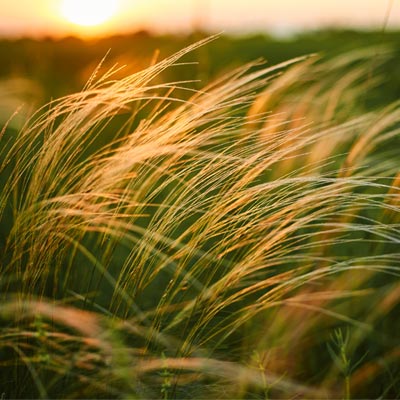 Stipe : comment, quand et comment planter les cheveux d'ange