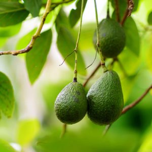 Avocatier : Conseils de plantation et d'entretien