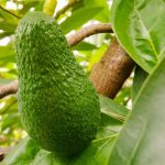 Avocatier : Conseils de plantation et d'entretien