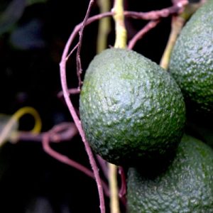 Avocatier : Conseils de plantation et d'entretien