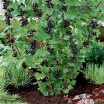 Quelles sont les 4 variétés de cassissier à cultiver