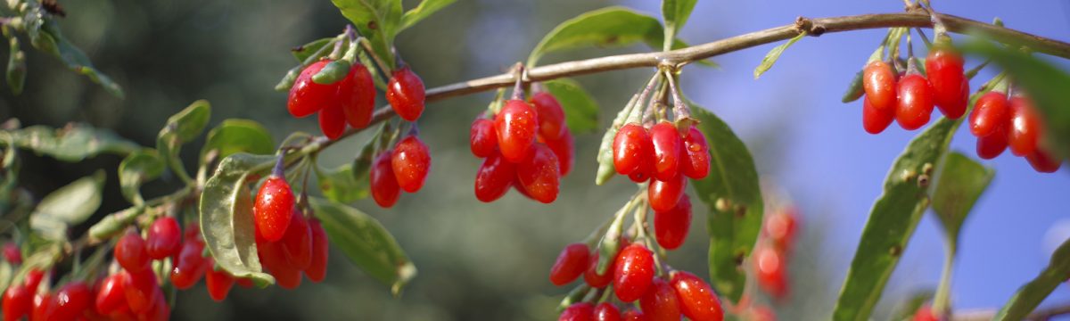 Goji : comment, quand et où planter le Lyciet de barbarie ? Willemse