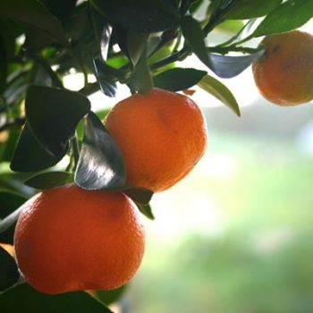 Mandarinier : 4 variétés de mandarinier à planter et à associer au jardin