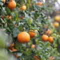 Citrus reticulata : comment, quand et où planter le mandarinier
