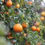 Comment tailler le mandarinier & récolter les mandarines du jardin