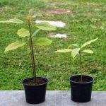 Avocatier : Conseils de plantation et d'entretien