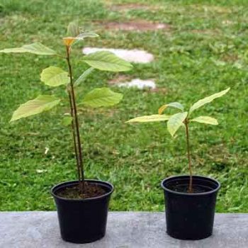Avocatier : Conseils de plantation et d'entretien