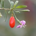 Goji : comment, quand et où planter le Lyciet de barbarie ? Willemse