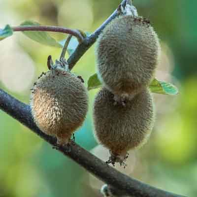 5 variétés d'actinidia ou arbres à kiwi à planter pour produire ses kiwis