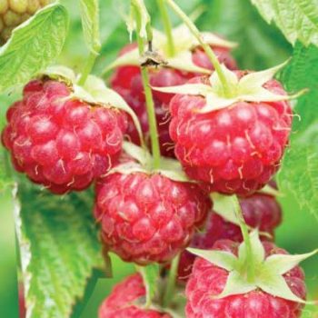 Les 8 meilleures variétés de framboisiers - Rubus idaeus