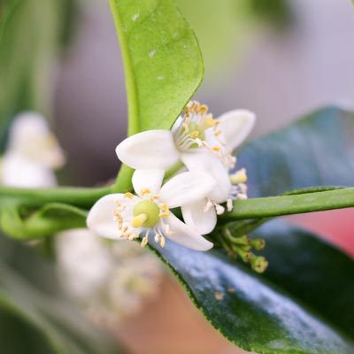 Comment tailler le combava & récolter les combavas du jardin