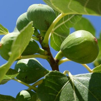 Quelles variétés de figuier choisir