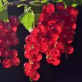Groseilliers : 5 variétés de groseillier à planter et à associer au jardin