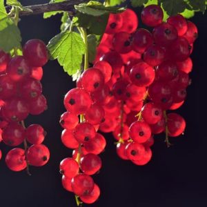 Groseilliers : comment, quand et où planter le groseillier