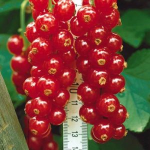 Groseillier rouge : 4 variétés de groseillier à grappes à planter au jardin