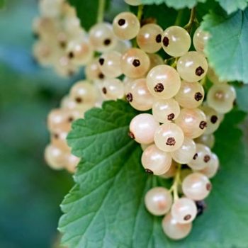 Groseilliers : comment, quand et où planter le groseillier