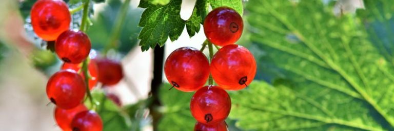 Groseillier à maquereau : comment, quand et où planter ce groseillier