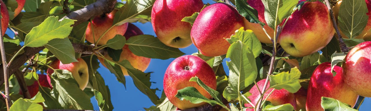 Pommier : 5 variétés de pommier à planter et à associer au jardin