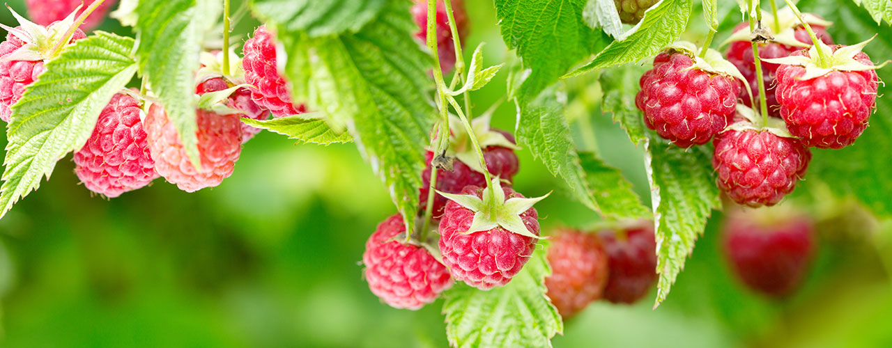 Framboisier : comment, quand et où planter le framboisier du jardin