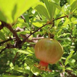 Grenadier : comment, quand et où planter le punica granatum