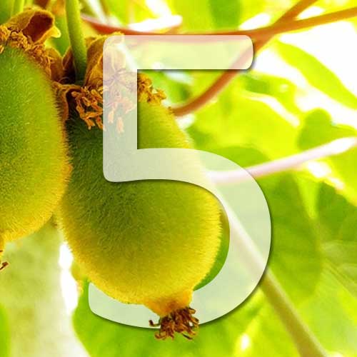 5 variétés d'actinidia ou arbres à kiwi à planter pour produire ses kiwis