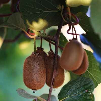 5 variétés d'actinidia ou arbres à kiwi à planter pour produire ses kiwis