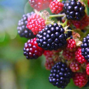 Le mûrier : le premier fruitier à planter pour les jardiniers amateurs