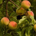 Pêchers : comment, quand et où planter le pêcher dans le jardin