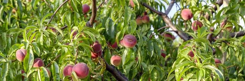 Pêchers : comment, quand et où planter le pêcher dans le jardin