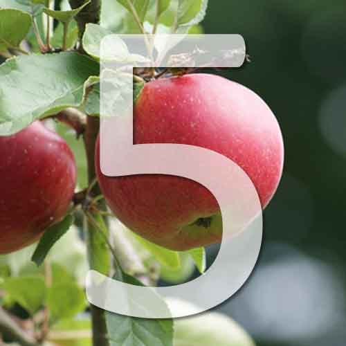 Pommier : 5 variétés de pommier à planter et à associer au jardin