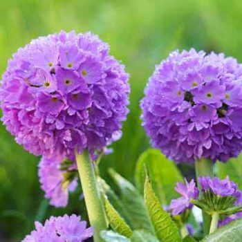 Tout savoir sur la primevère