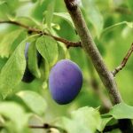 Top 5 des arbres fruitiers à croissance rapide