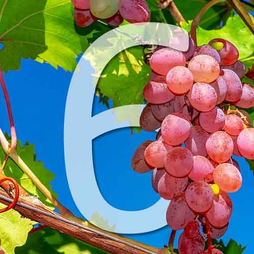 Vignes à raisins blancs : 6 variétés de vigne & cépage à planter