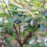 Camérisier : comment, quand et où planter le chèvrefeuille comestible