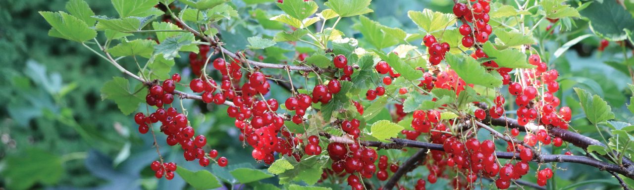 Groseilliers : comment, quand et où planter le groseillier