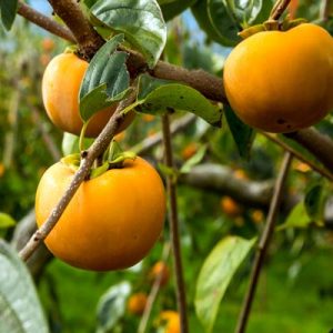 Comment tailler le plaqueminier & récolter les kakis du jardin