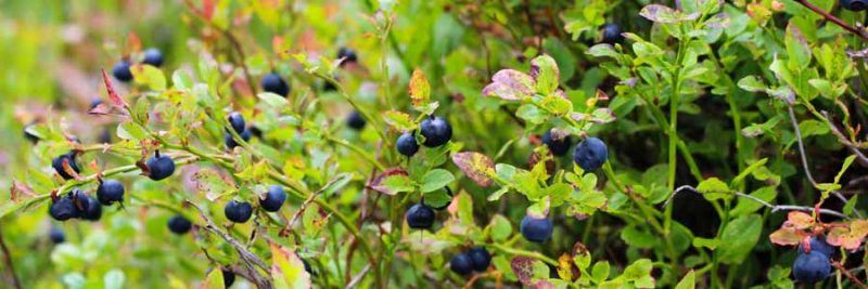 Comment tailler le myrtillier & récolter les myrtilles du jardin
