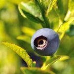 Les 5 meilleures variétés de myrtilliers (Vaccinium myrtillus)