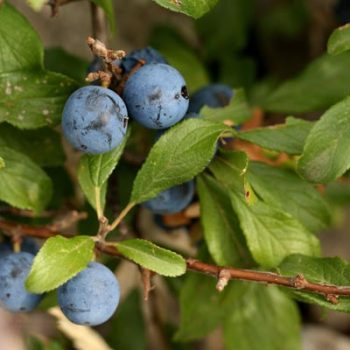 Myrtillier : comment, quand et où planter le myrtillier dans le jardin