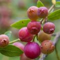 Les 5 meilleures variétés de myrtilliers (Vaccinium myrtillus)