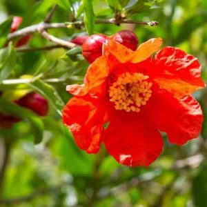 Grenadier : comment, quand et où planter le punica granatum