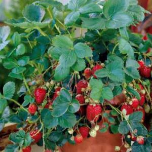 7 variétés de fraisier remontant à cultiver au jardin ou en pot