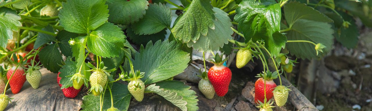 Fraisier : 6 variétés de fraisier savoureux à planter au jardin ou en pot