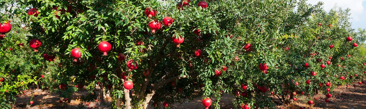 Grenadier : 5 variétés de grenadier à planter et à associer au jardin