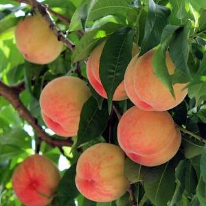 Pêchers : comment, quand et où planter le pêcher dans le jardin