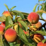 Pêchers : comment, quand et où planter le pêcher dans le jardin