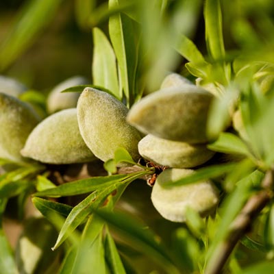 Amandier (Prunus dulcis) : conseils de plantation et entretien
