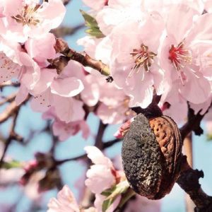 Comment tailler l'Aamandier & récolter les amandes du jardin