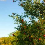 Grenadier : comment, quand et où planter le punica granatum