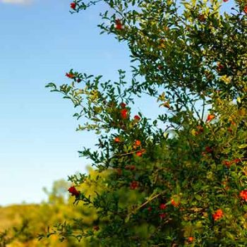 Grenadier : comment, quand et où planter le punica granatum